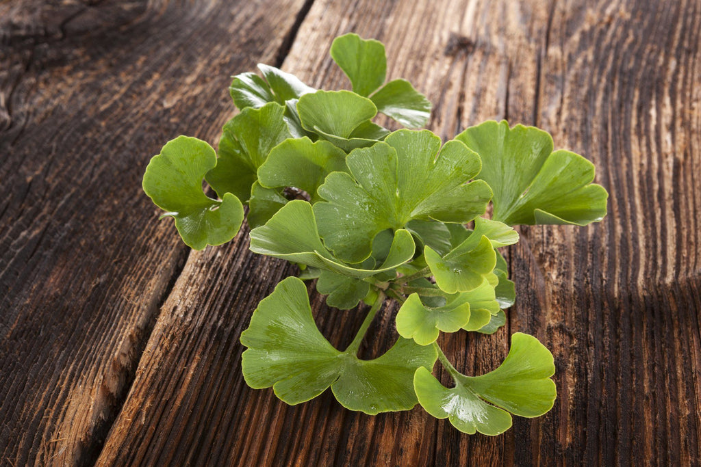 The 7 Best Brain Health Supplements: Level Up Your Brain – VitaMonk