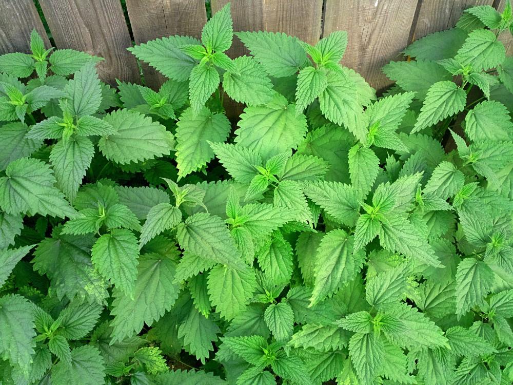 Benefits of Nettles - How The Stinging Nettle Can Provide Benefits, an ...